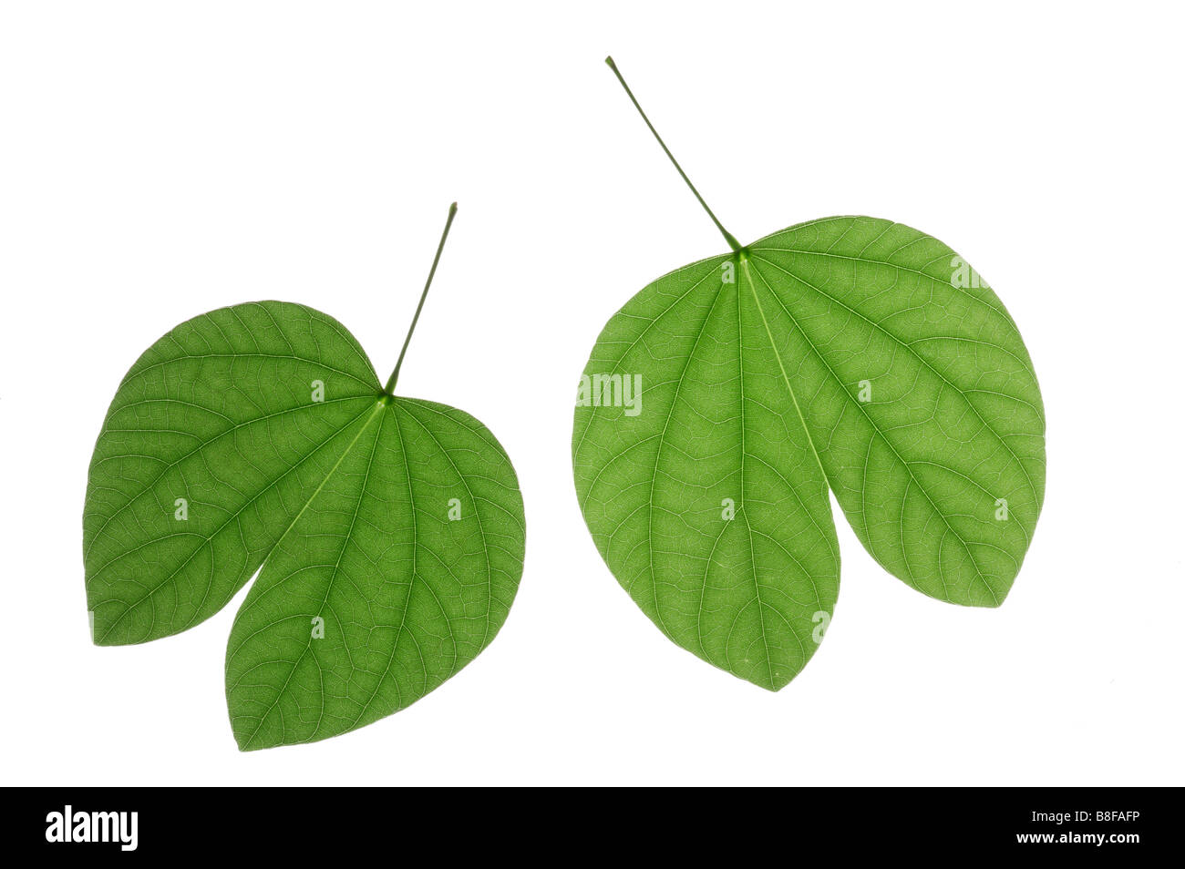Close up of two green leaves Stock Photo - Alamy