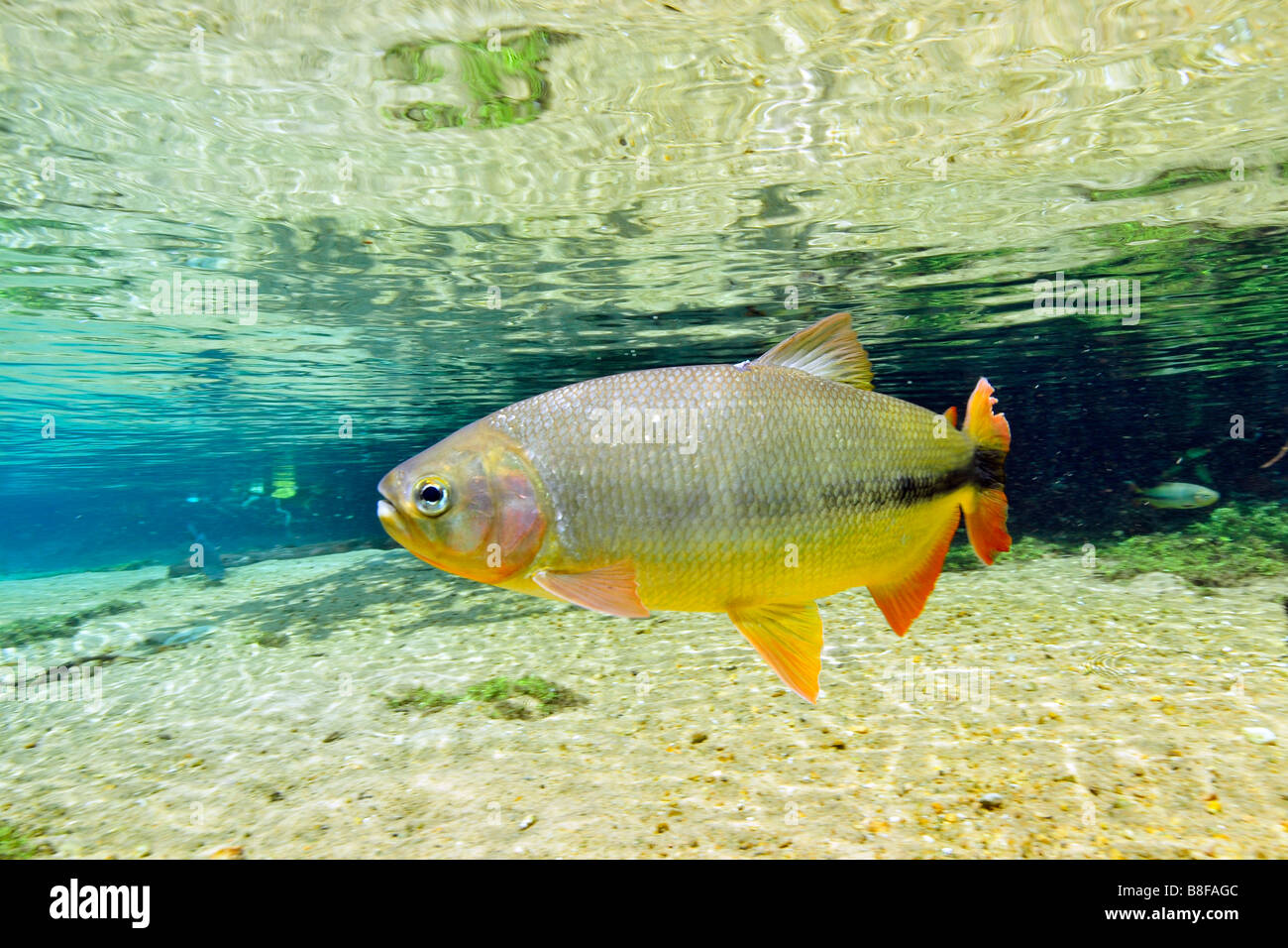 Characin or piraputanga Brycon hilarii at Prata river Bonito Mato Grosso do Sul Brazil Stock ...