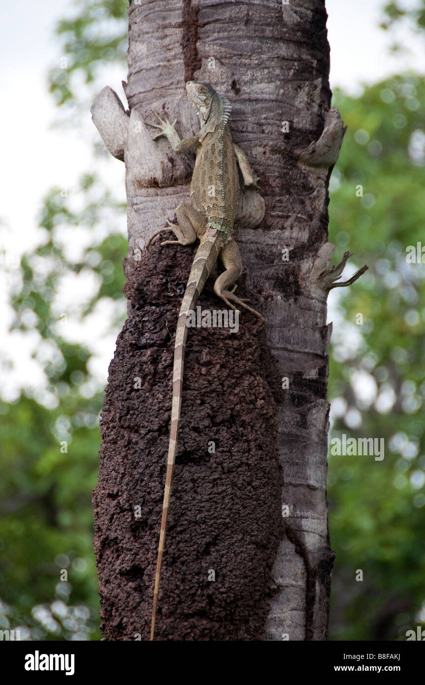 Lizard brazil hi-res stock photography and images - Alamy