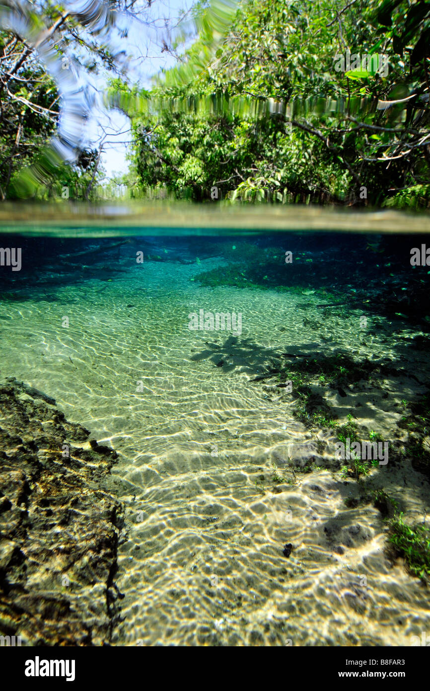 Underwater landscape of Olho D'Agua river, Bonito, Mato Grosso do Sul ...