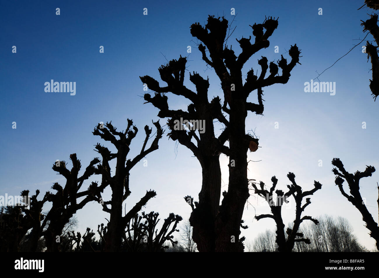 Pollarded Tilleul / Lime trees, Indre-et-Loire, France Stock Photo - Alamy