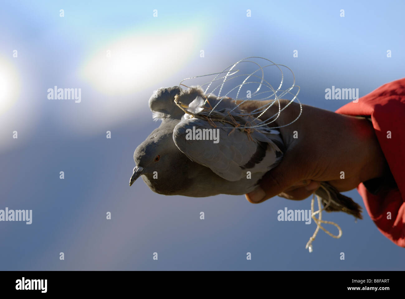 Falcon trap hi-res stock photography and images - Alamy