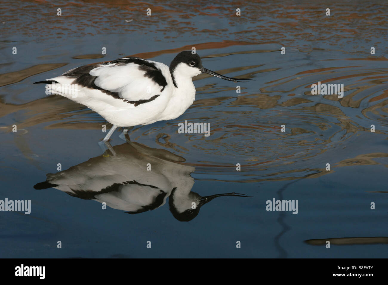 Avocet Recurvirostra avosetta Stock Photo - Alamy