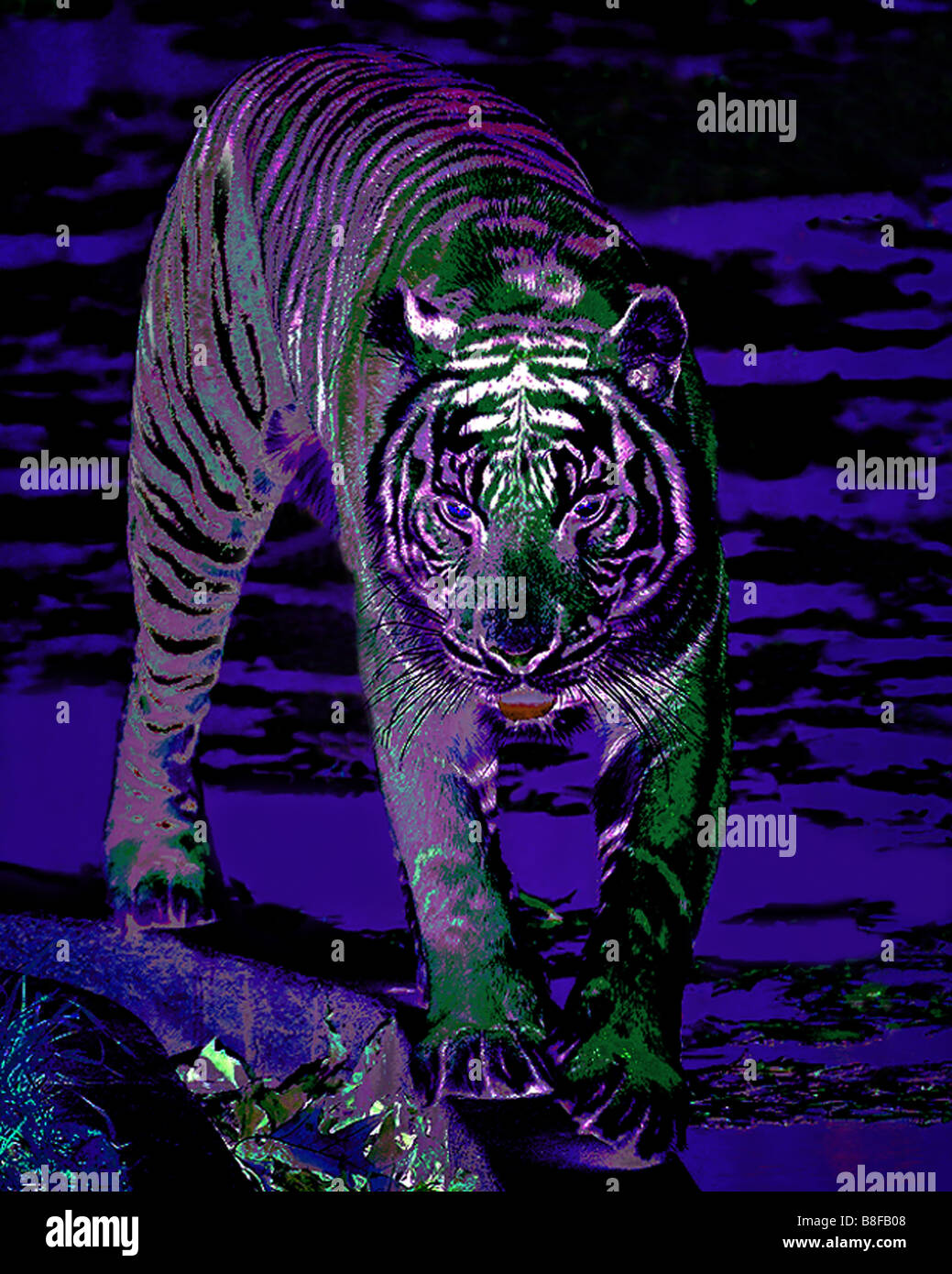 Tiger prowling jungle hi-res stock photography and images - Alamy