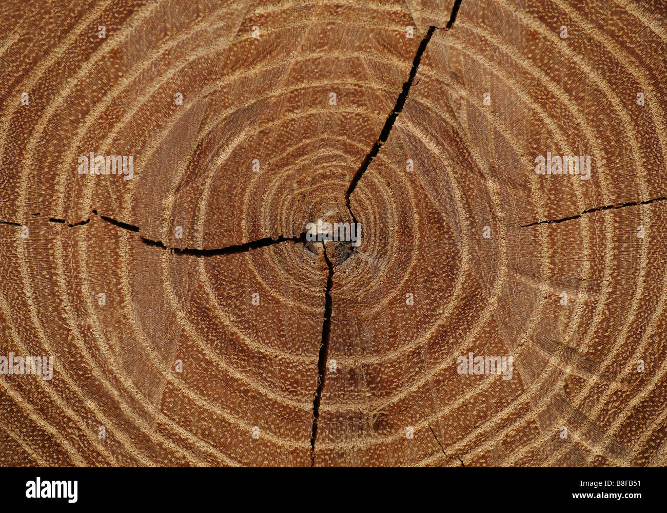 Cut of a tree trunk Stock Photo - Alamy