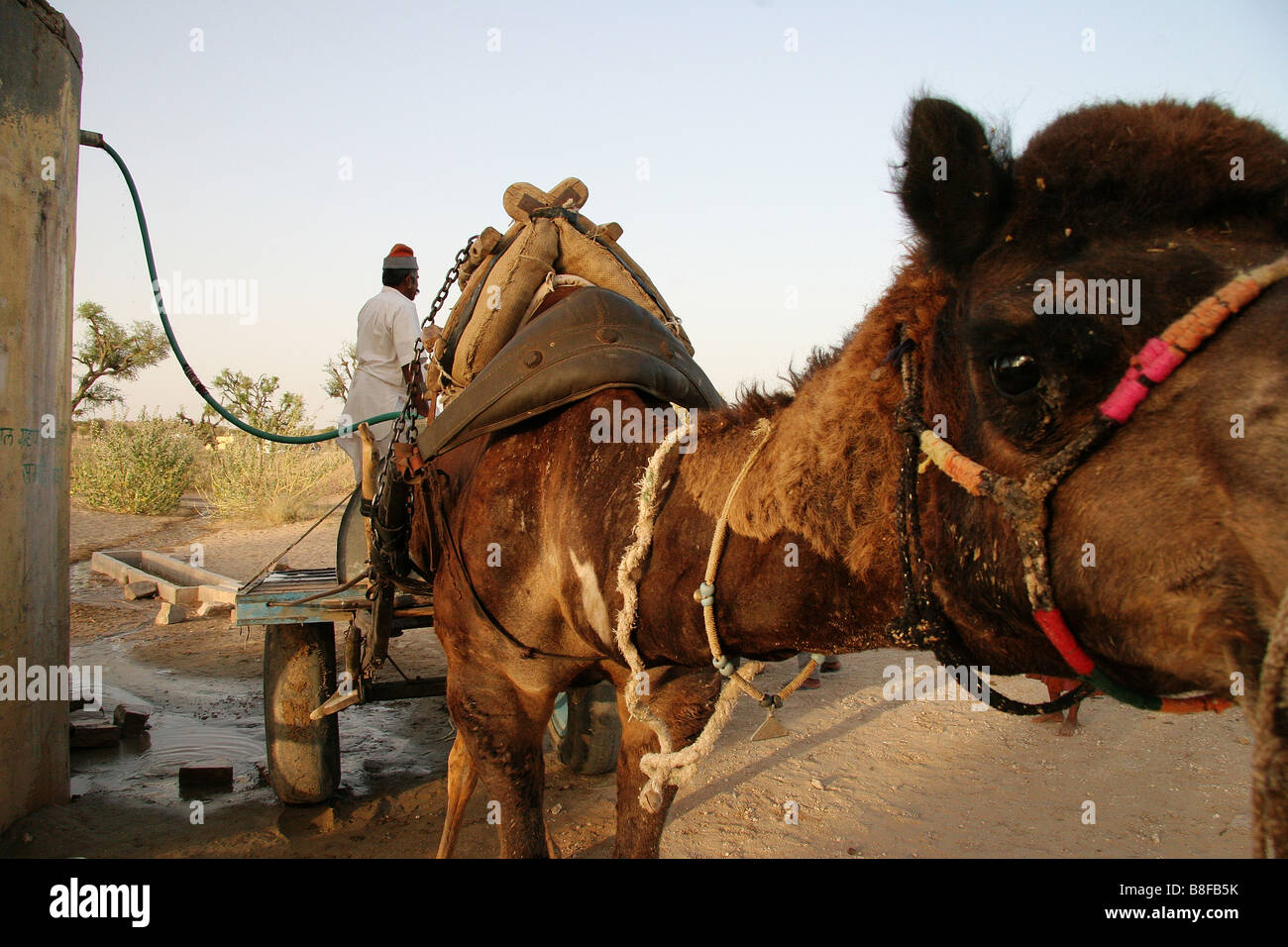 Camel water tank hi-res stock photography and images - Alamy