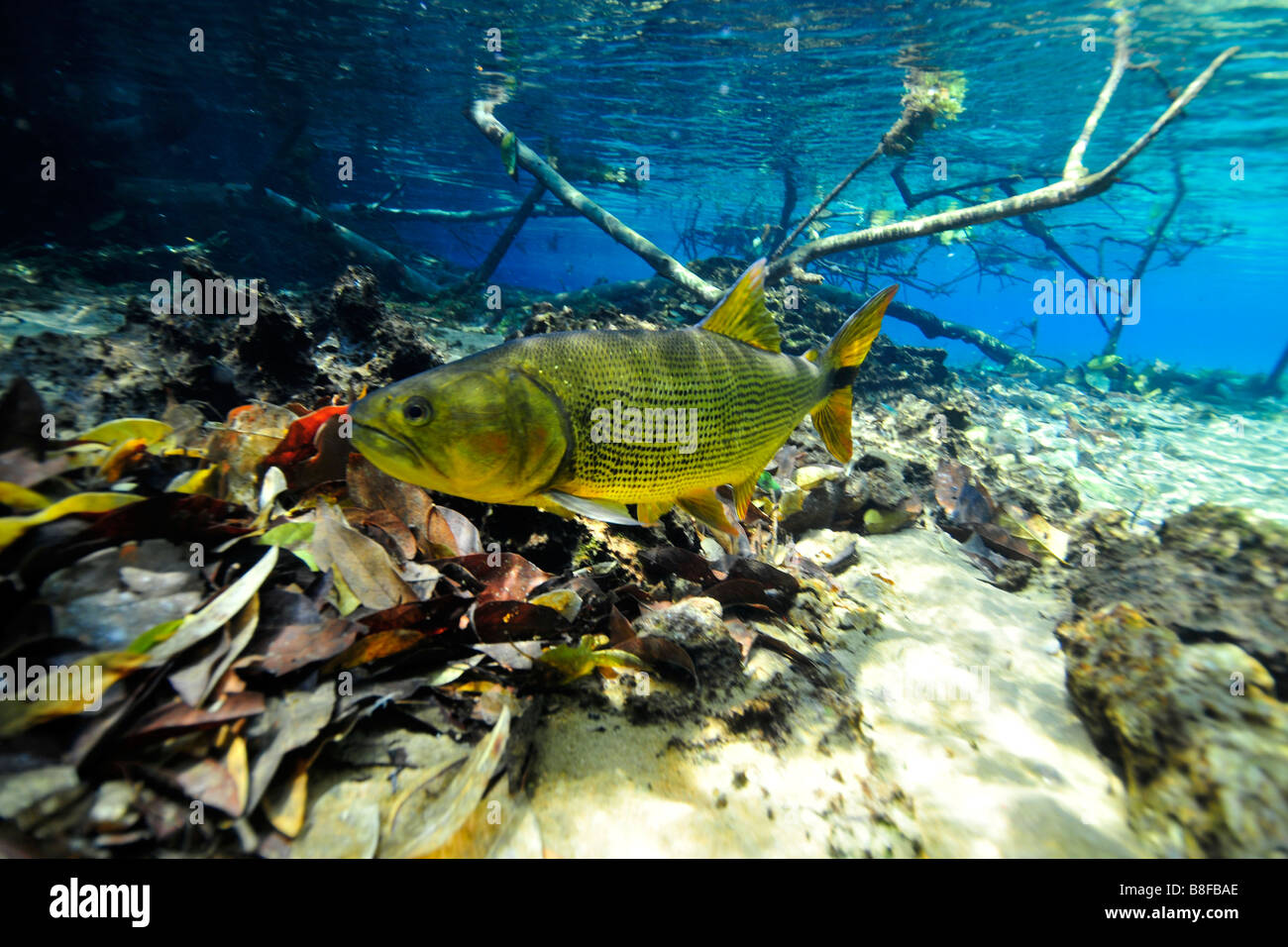 Salminus brasiliensis hi-res stock photography and images - Alamy