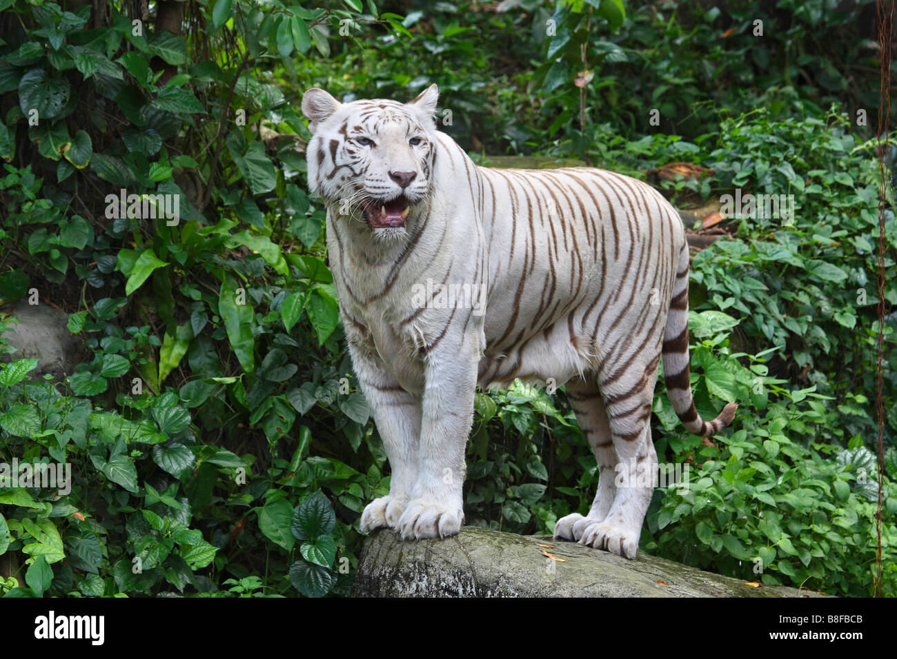 White mutant hi-res stock photography and images - Alamy