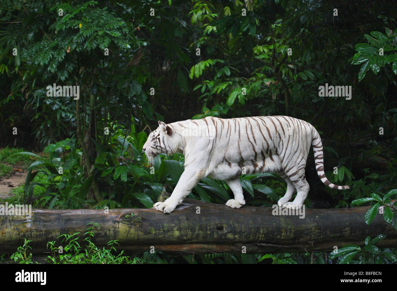 Bengal tiger (Panthera tigris tigris), walking over a tree trunk, white ...