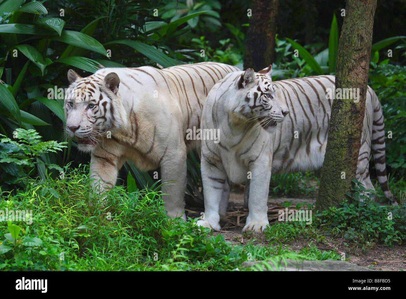 Bengal tiger (Panthera tigris tigris), two individuals standing side by ...