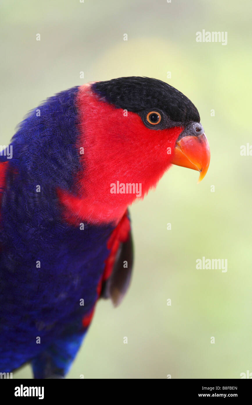 Black capped lory hi-res stock photography and images - Alamy