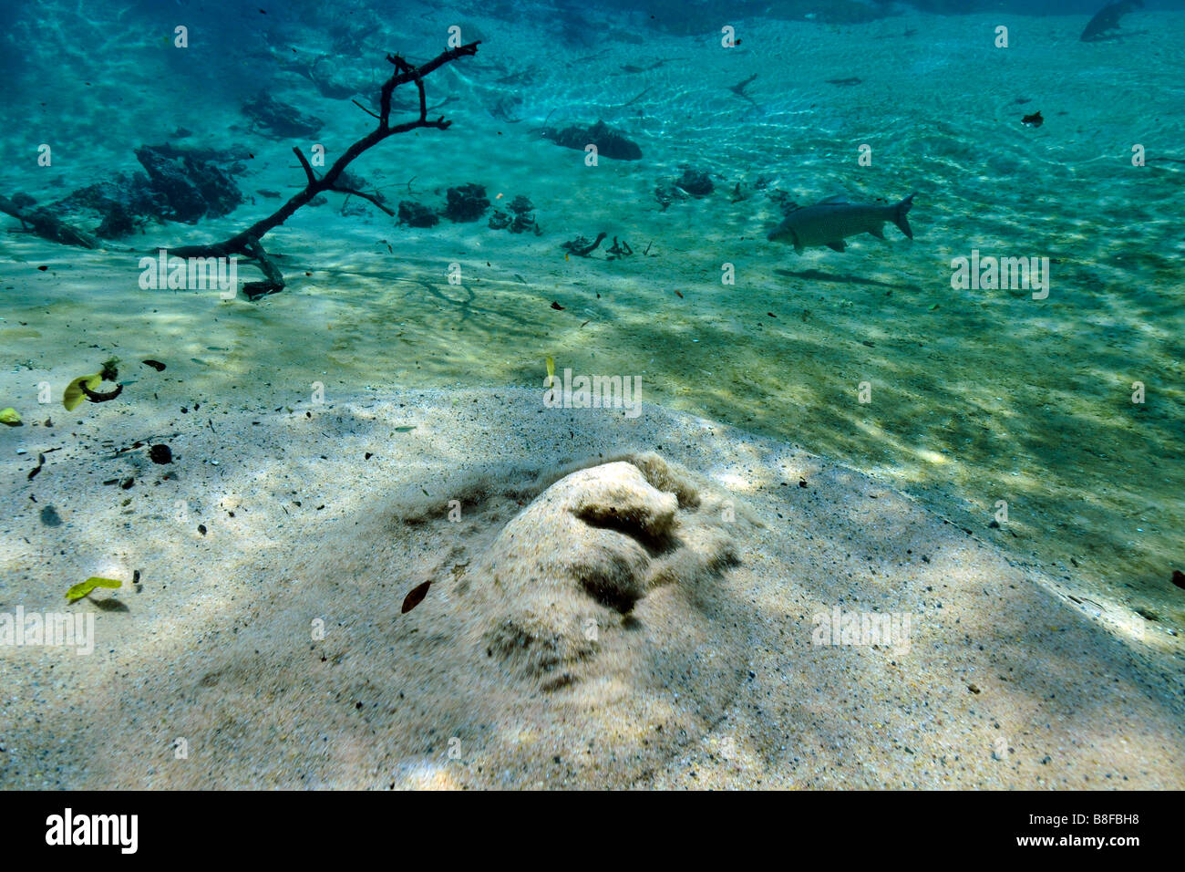 Underwater volcano hi-res stock photography and images - Alamy