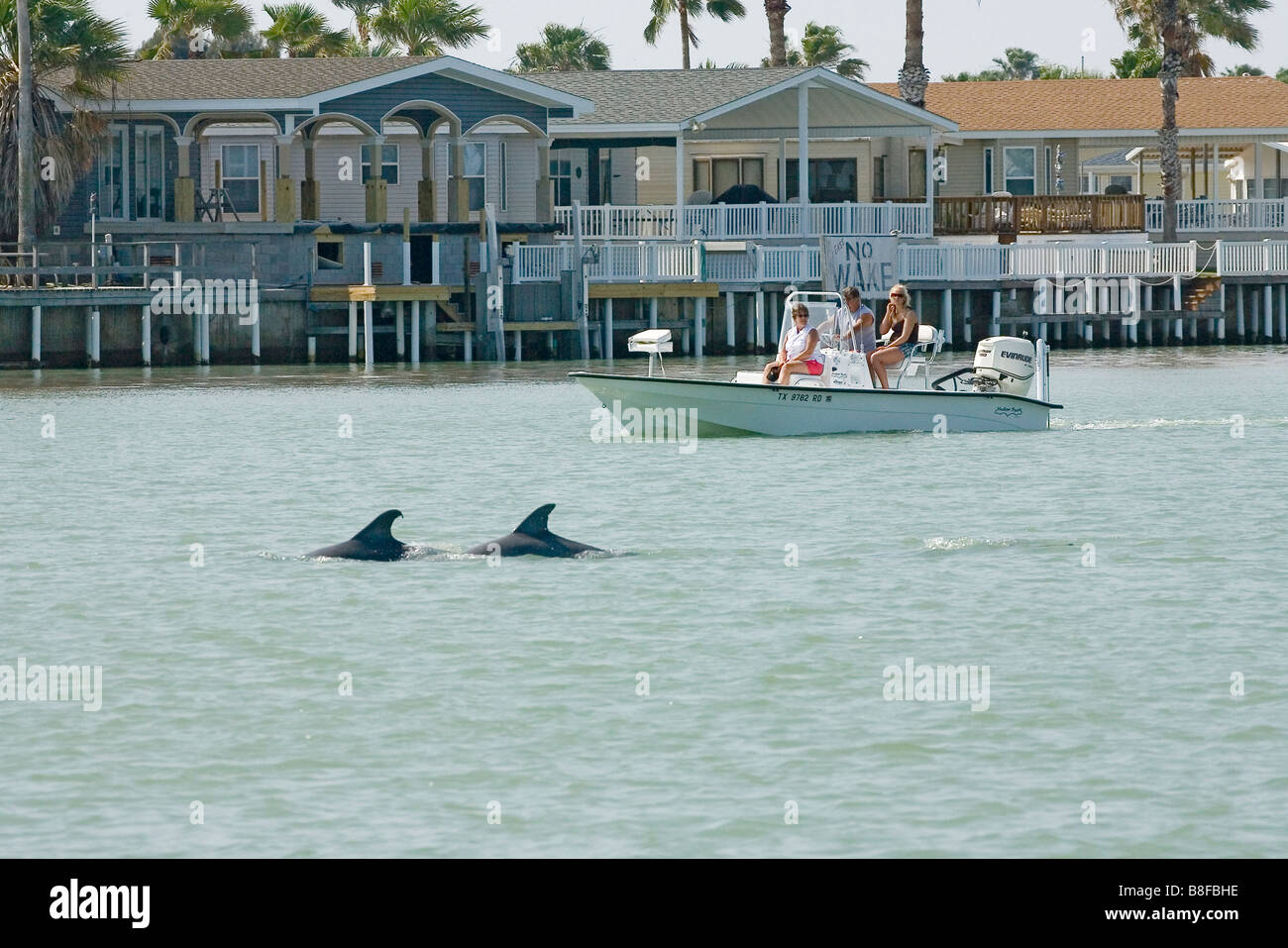 People watching Bottlenosed Dolphins from their boat Stock Photo - Alamy