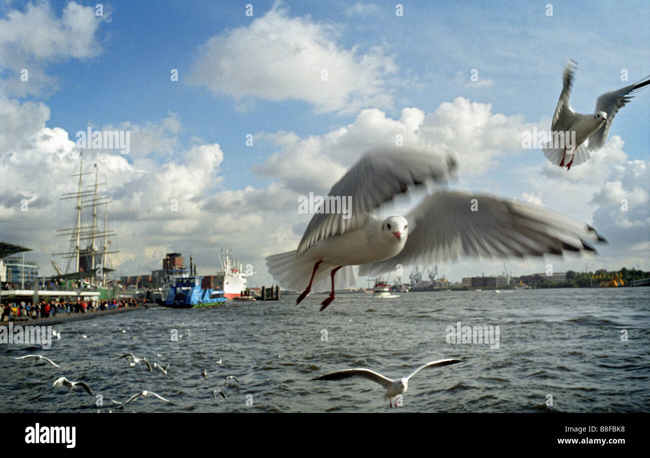 Seagulls flying in Hamburg harbor, germany Stock Photo - Alamy