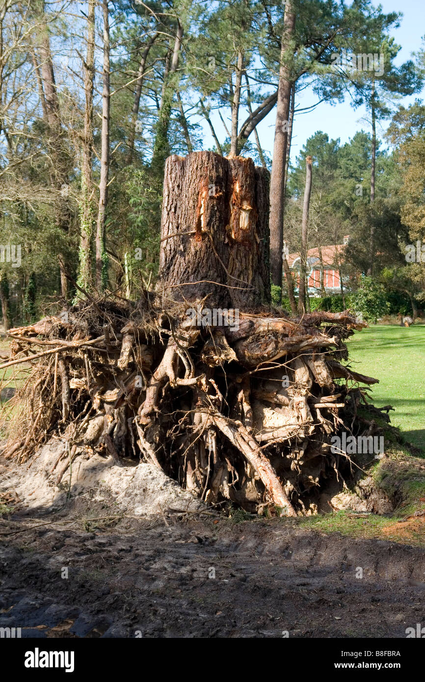 The stump of a more than a century old pine tree after the tempest ...