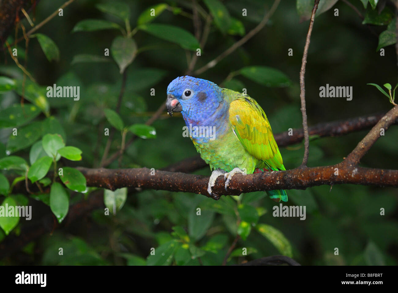 blue-headed parrot (Pionus menstruus), sitting on a twig Stock Photo ...