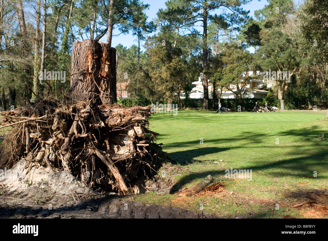 The stump of a more than a century old pine tree after the tempest ...