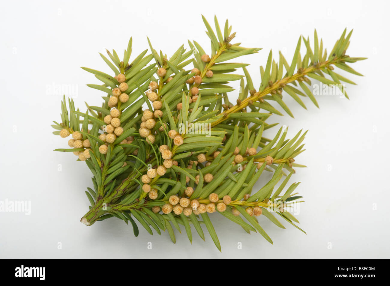 Taxus baccata garden hi-res stock photography and images - Alamy
