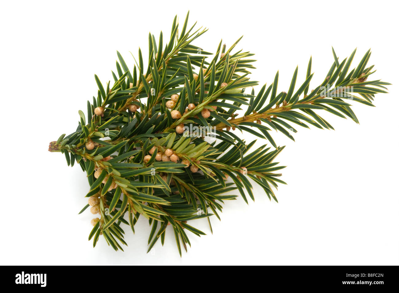 Taxus Baccata stem on a White Background Stock Photo - Alamy