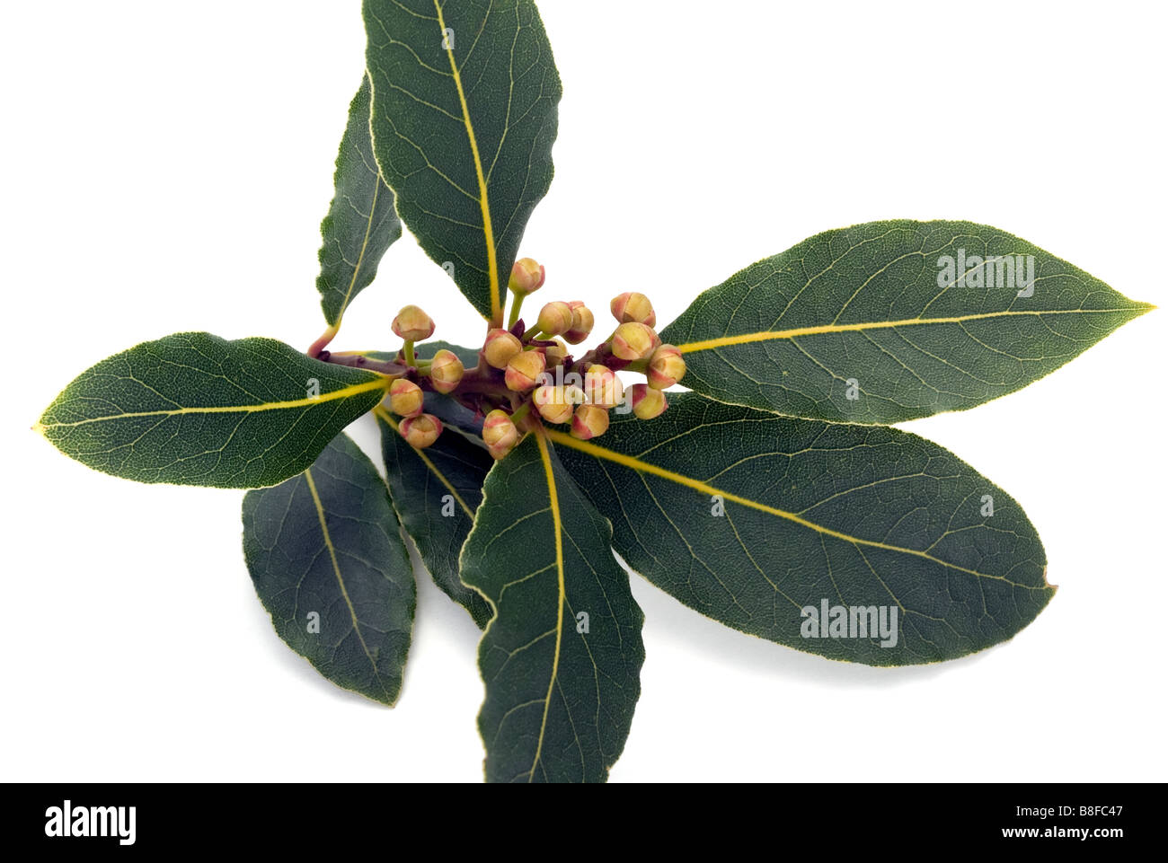 Laurus nobilis hi-res stock photography and images - Alamy