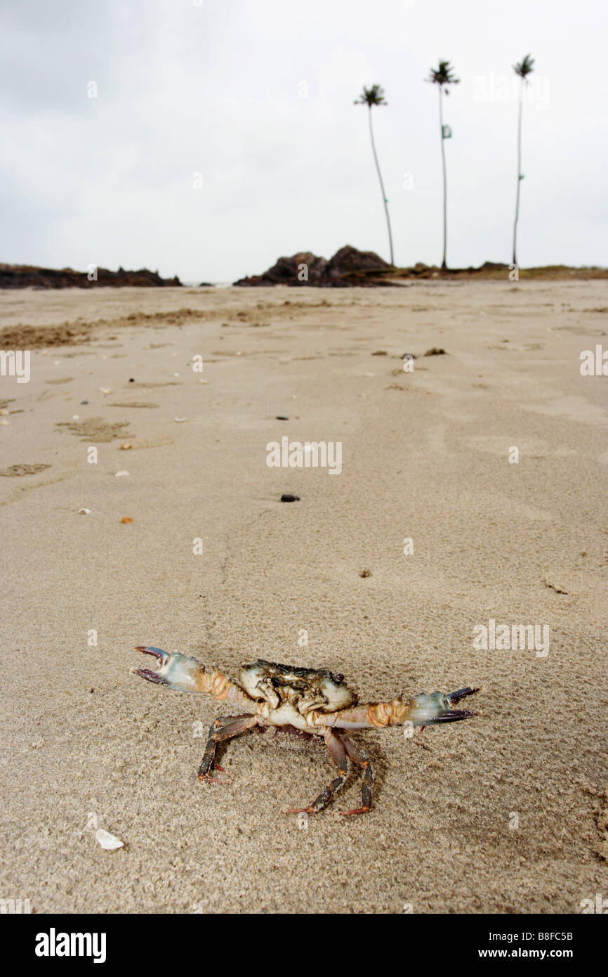 Decapod crustacean hi-res stock photography and images - Alamy
