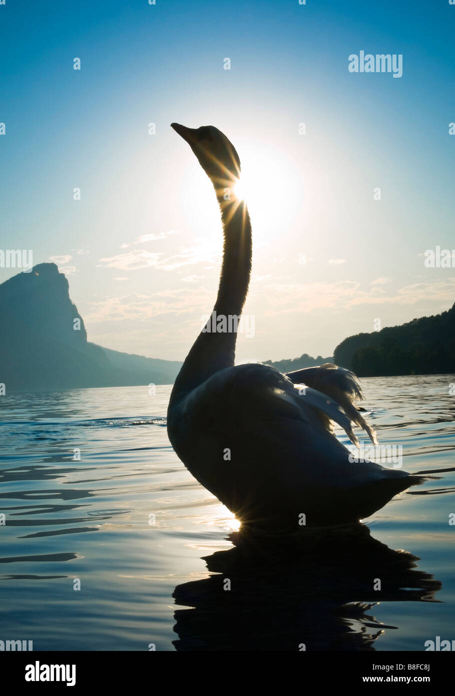 Back of swan hi-res stock photography and images - Alamy