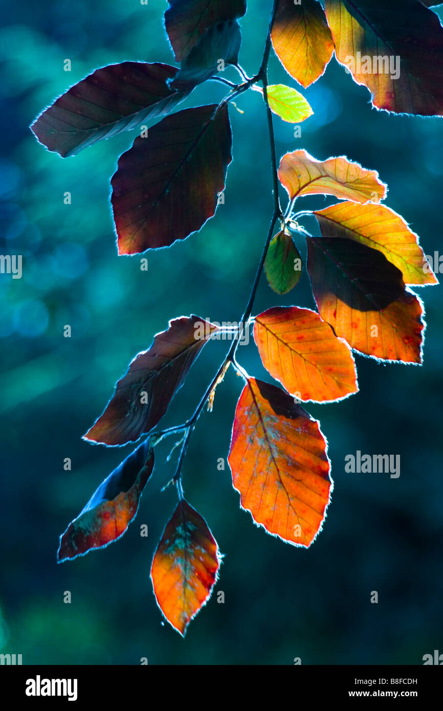 Young beech leaves hi-res stock photography and images - Alamy