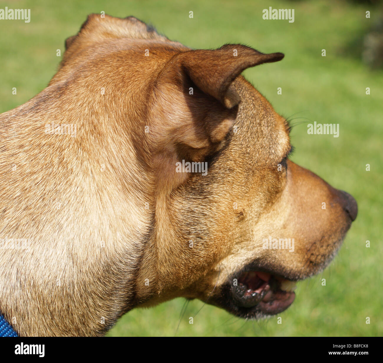 Staffy cross dog hi-res stock photography and images - Alamy