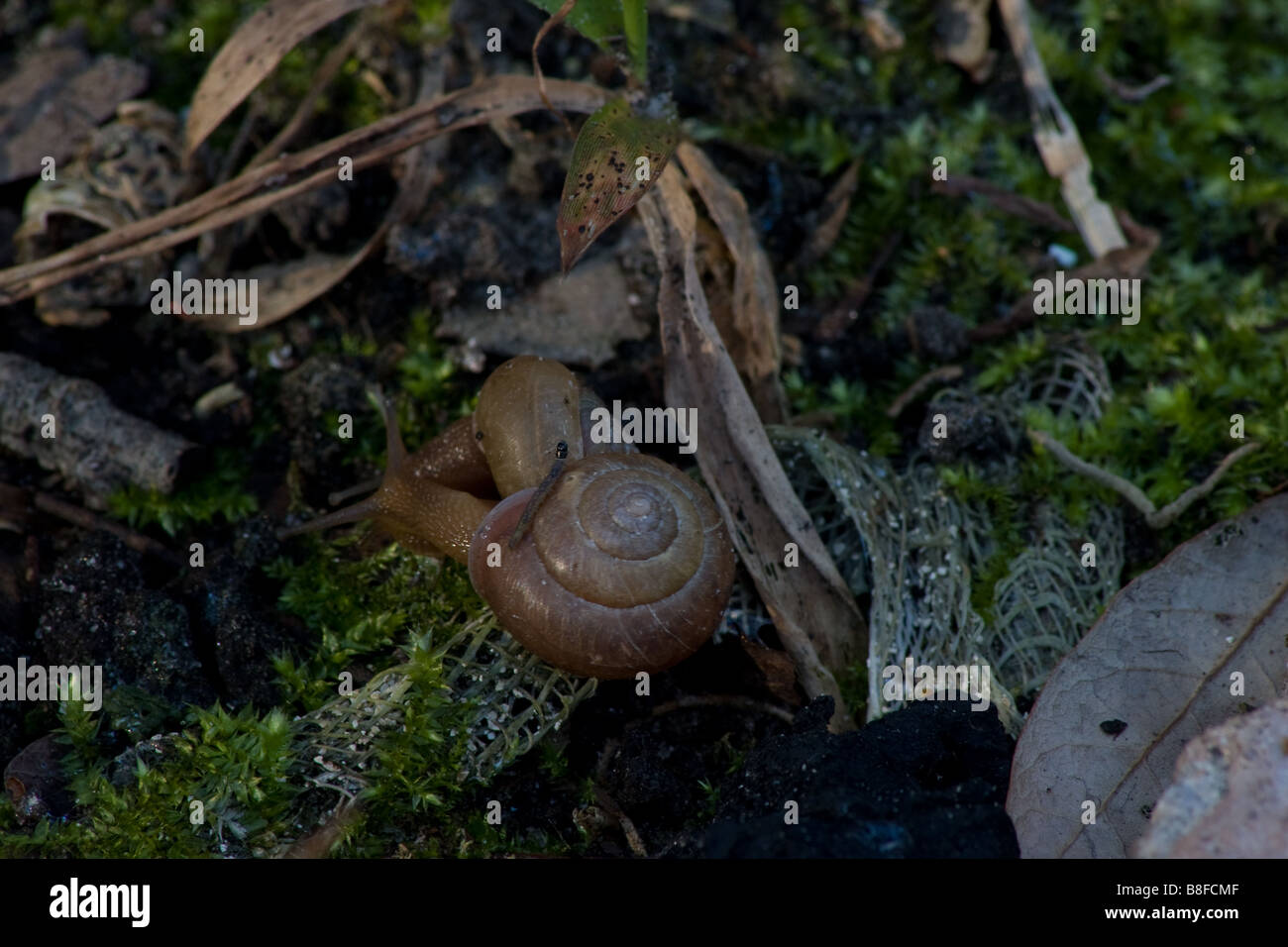 Garden snails group hi-res stock photography and images - Alamy