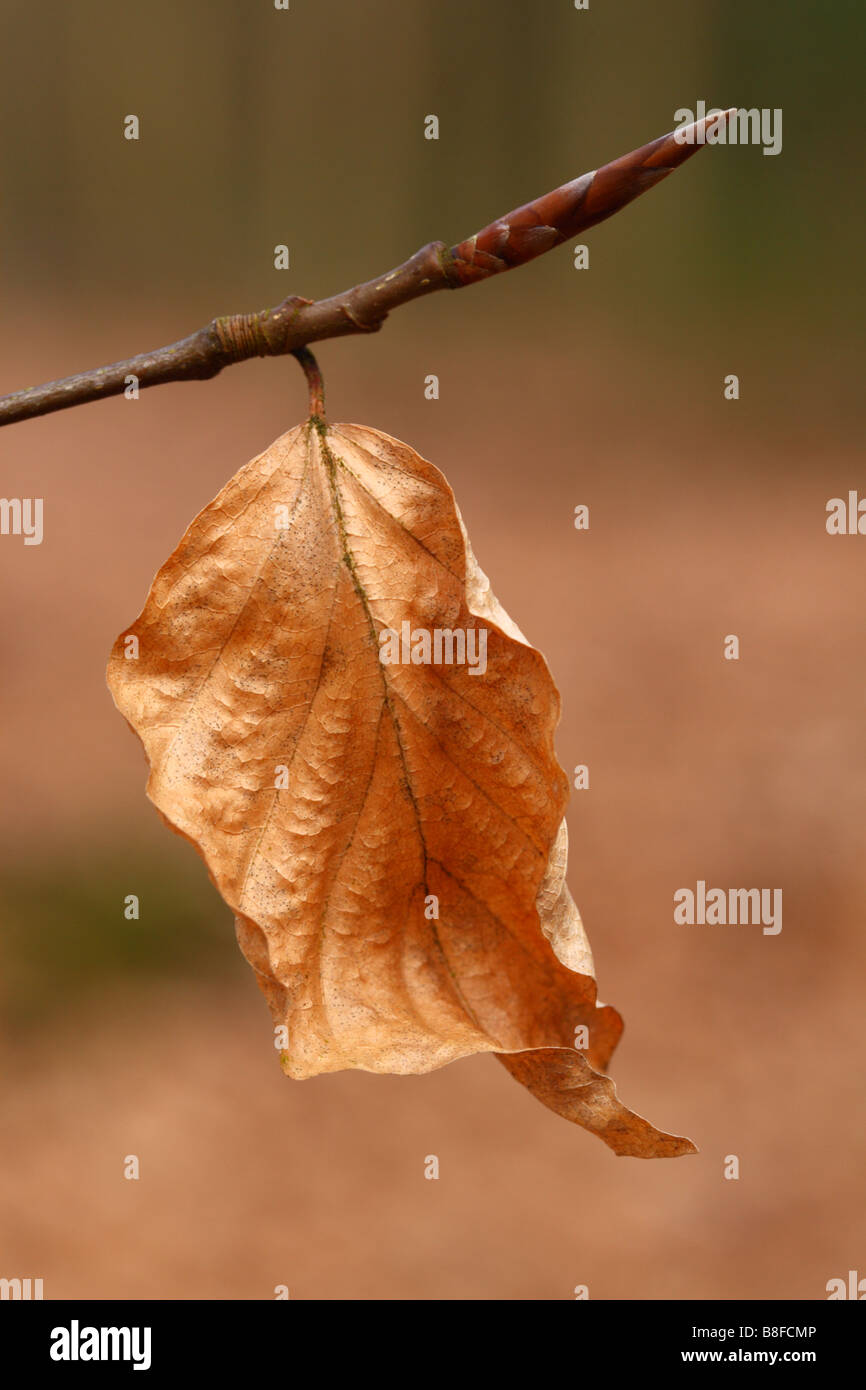 A single dried leaf on a beech tree with a new bud Stock Photo - Alamy