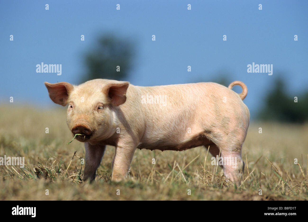 Domestic Pig (Sus scrofa domestica). Piglet standing in grass Stock ...