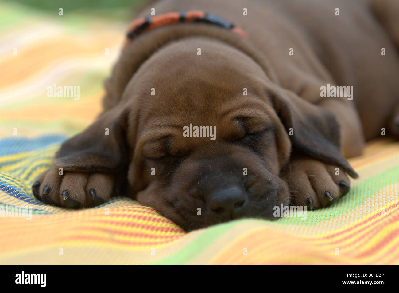 Rhodesian Ridgeback (Canis lupus familiaris), puppy sleeping on a ...