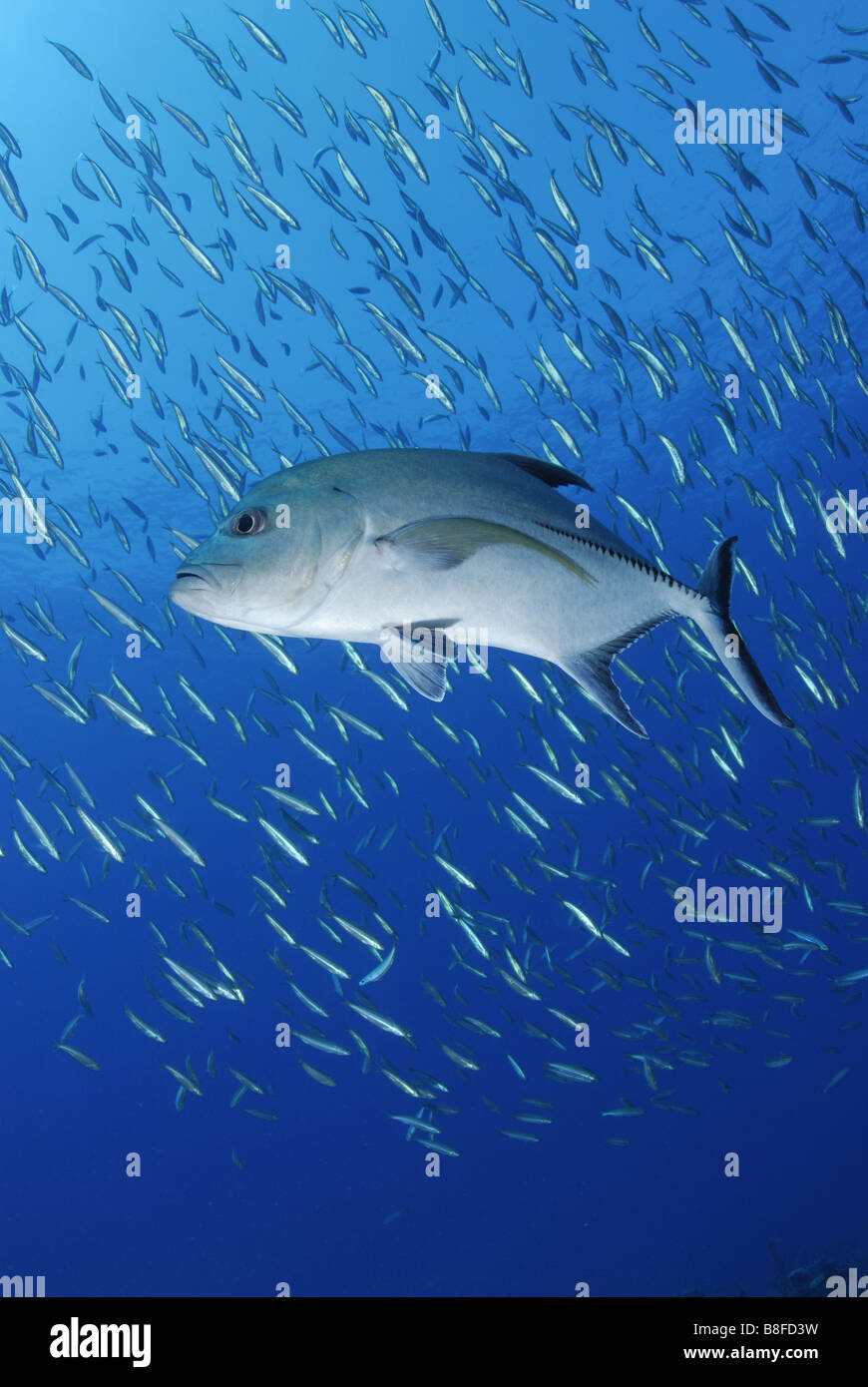 Jack (Trevally) hunting a shoal of fish Stock Photo - Alamy