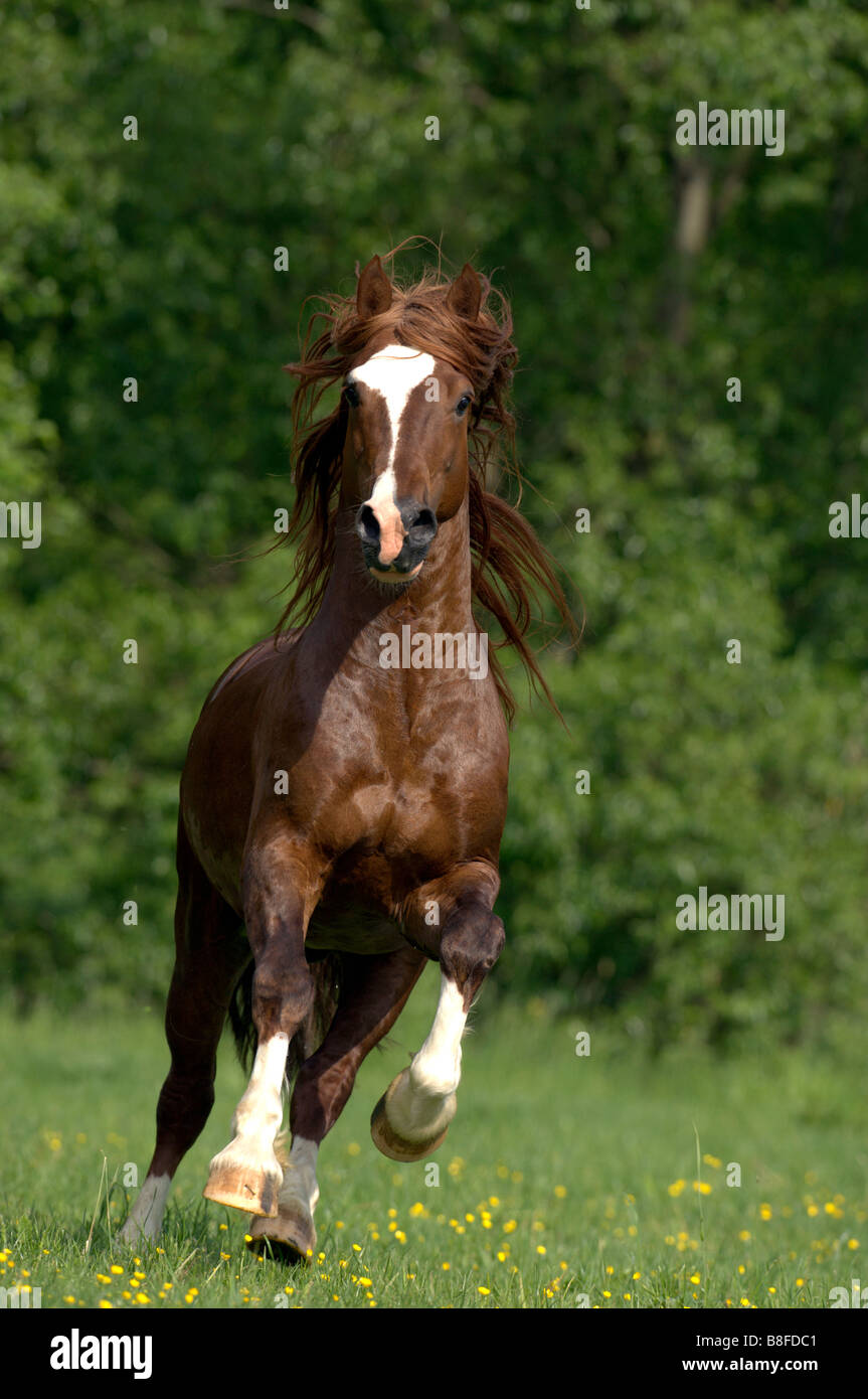 Welsh Cob (Equus ferus caballus), stallion galloping towards the camera ...