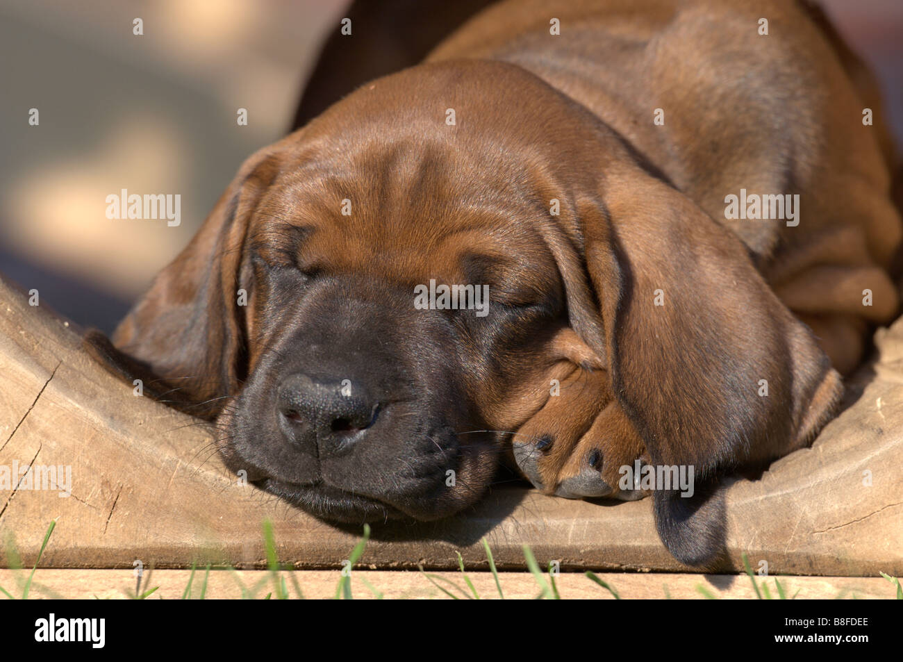 Rhodesian Ridgeback (Canis lupus familiaris), puppy sleeping Stock ...