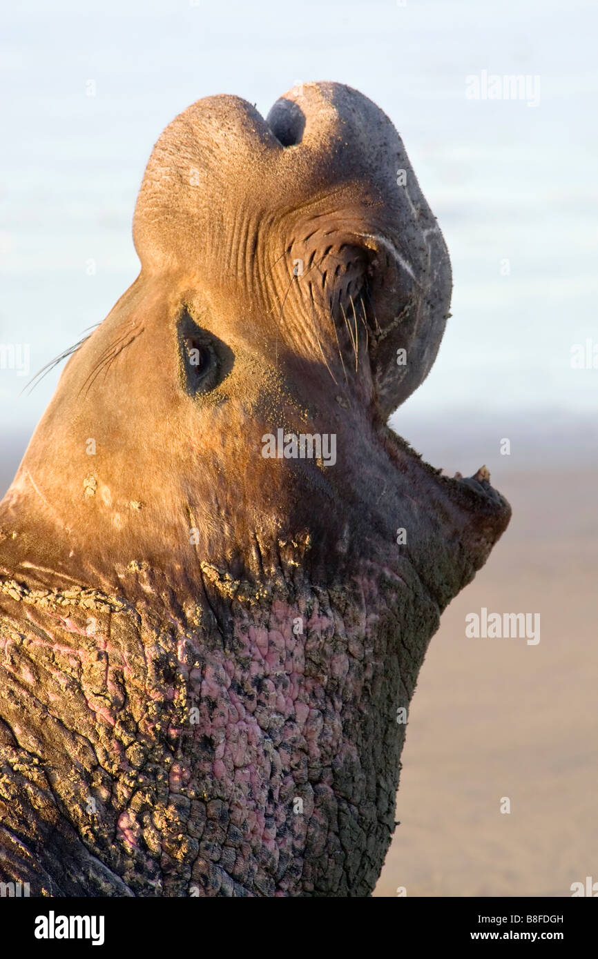 Growl roar bellow hi-res stock photography and images - Alamy