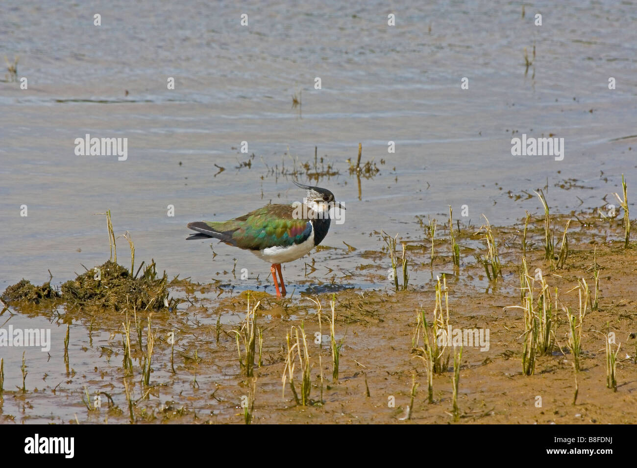 Plover crest hi-res stock photography and images - Alamy
