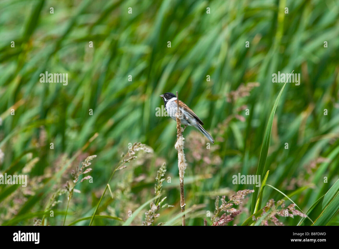 MALE REED BUNTING IN REEDS Stock Photo - Alamy
