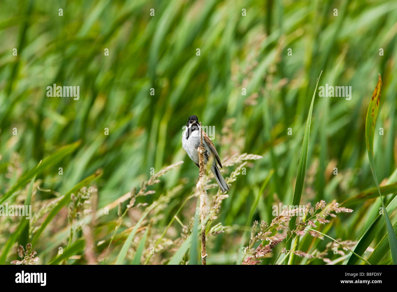 Reeds bird hi-res stock photography and images - Alamy