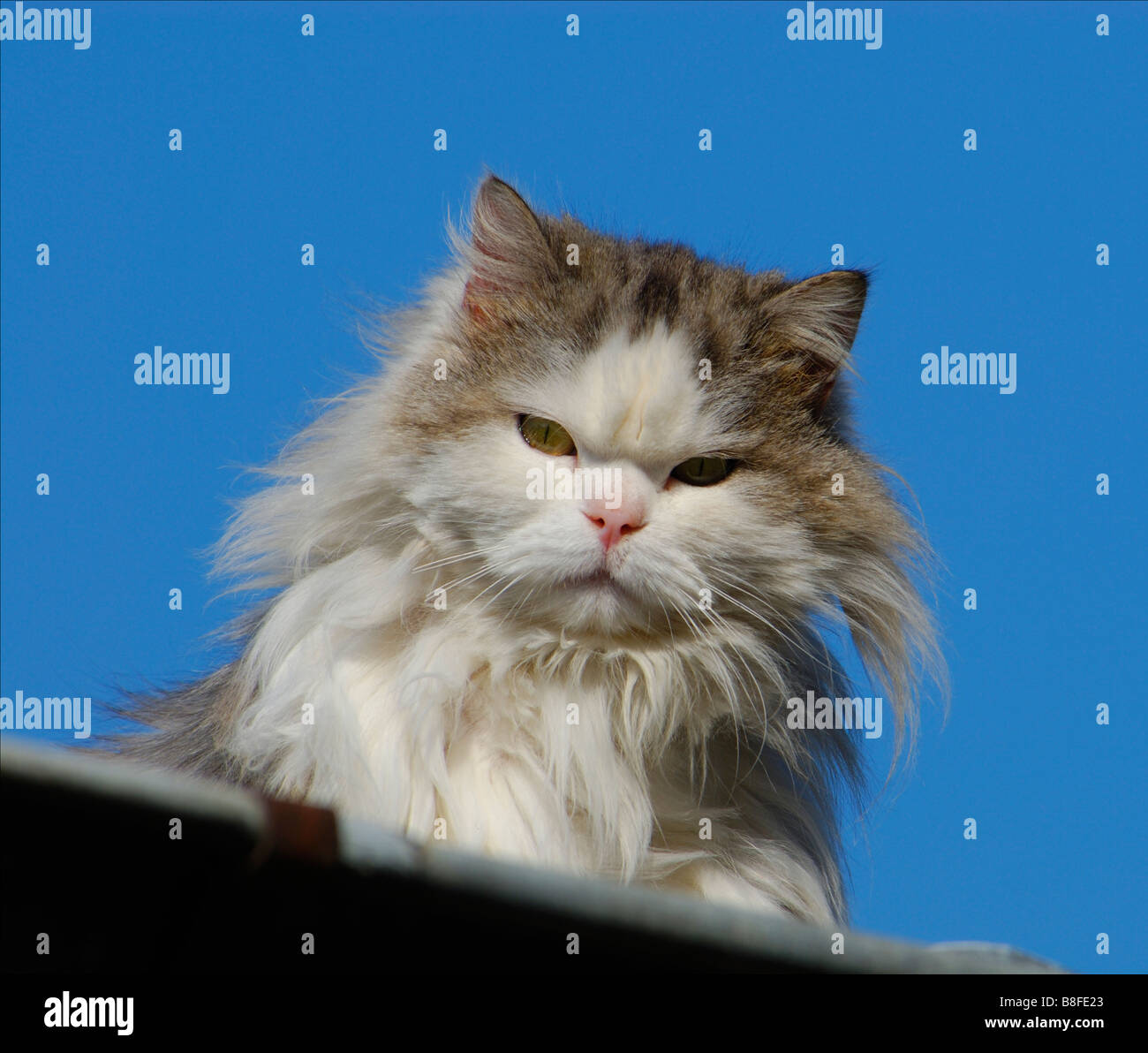 Beautiful persian cat hi-res stock photography and images - Alamy