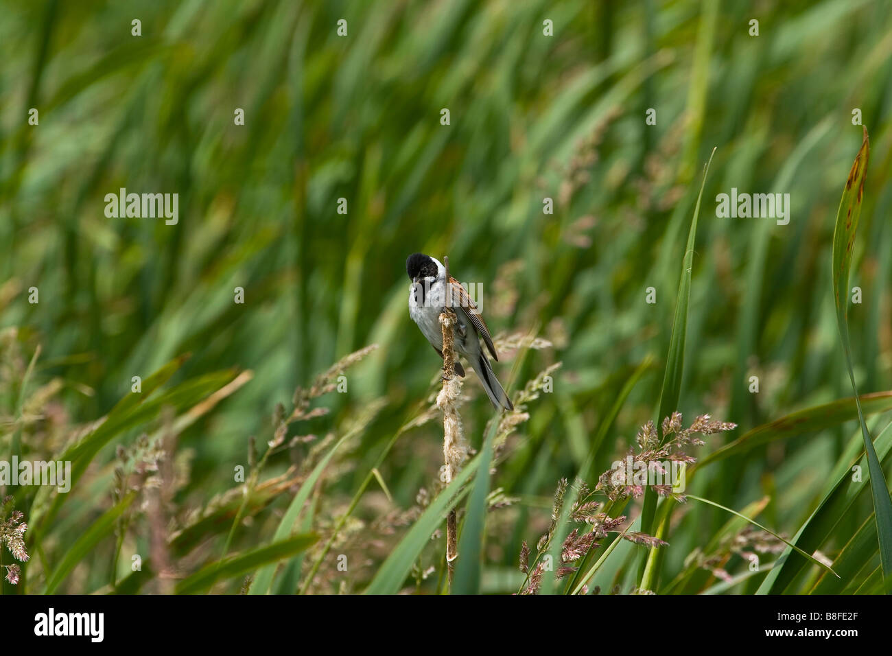 MALE REED BUNTING IN REEDS Stock Photo - Alamy