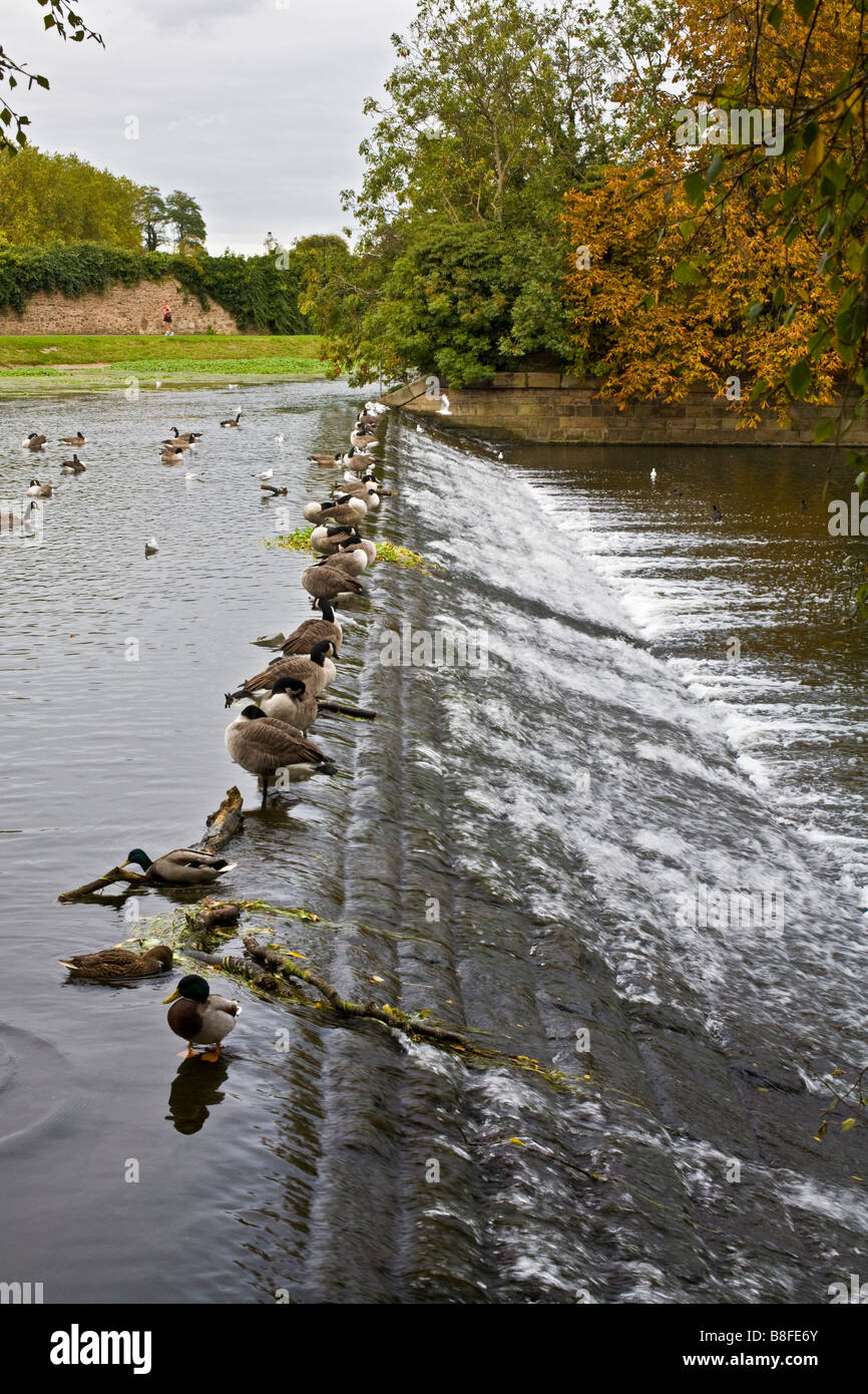 Abbey Park weir in Leicester, England, UK Stock Photo - Alamy