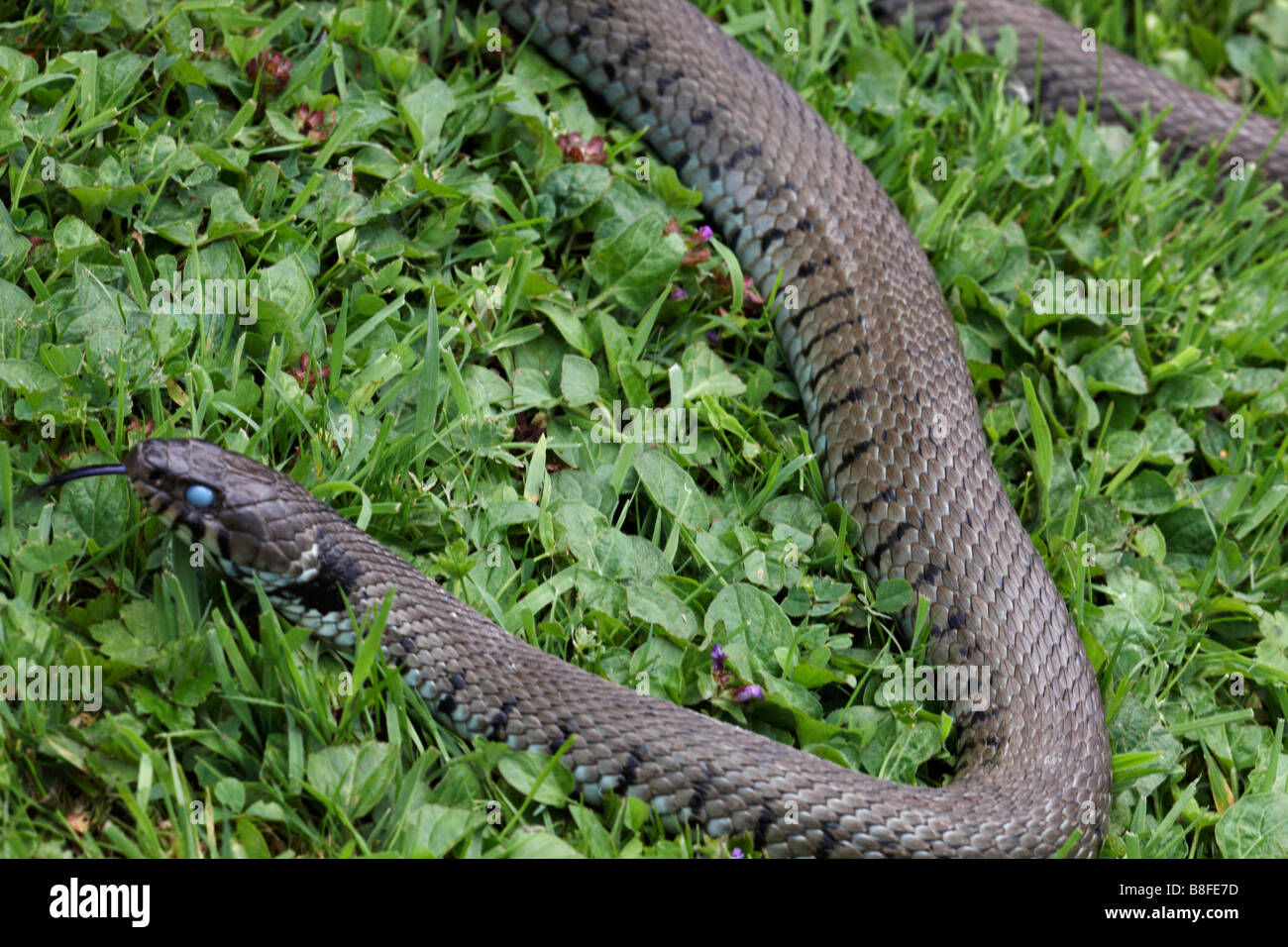 Slithering grass snake hi-res stock photography and images - Alamy
