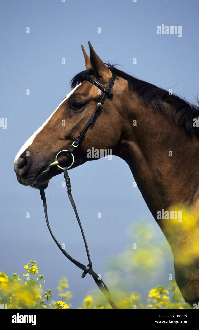 Budyonny, Budenny (Equus ferus caballus), portrait Stock Photo - Alamy