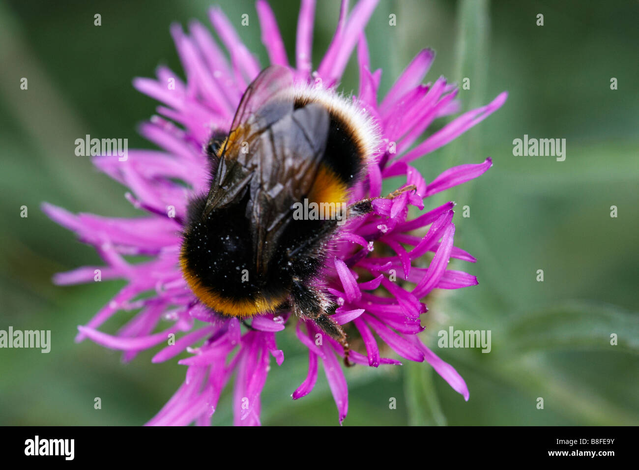 Buff tailed bumblebees hi-res stock photography and images - Alamy