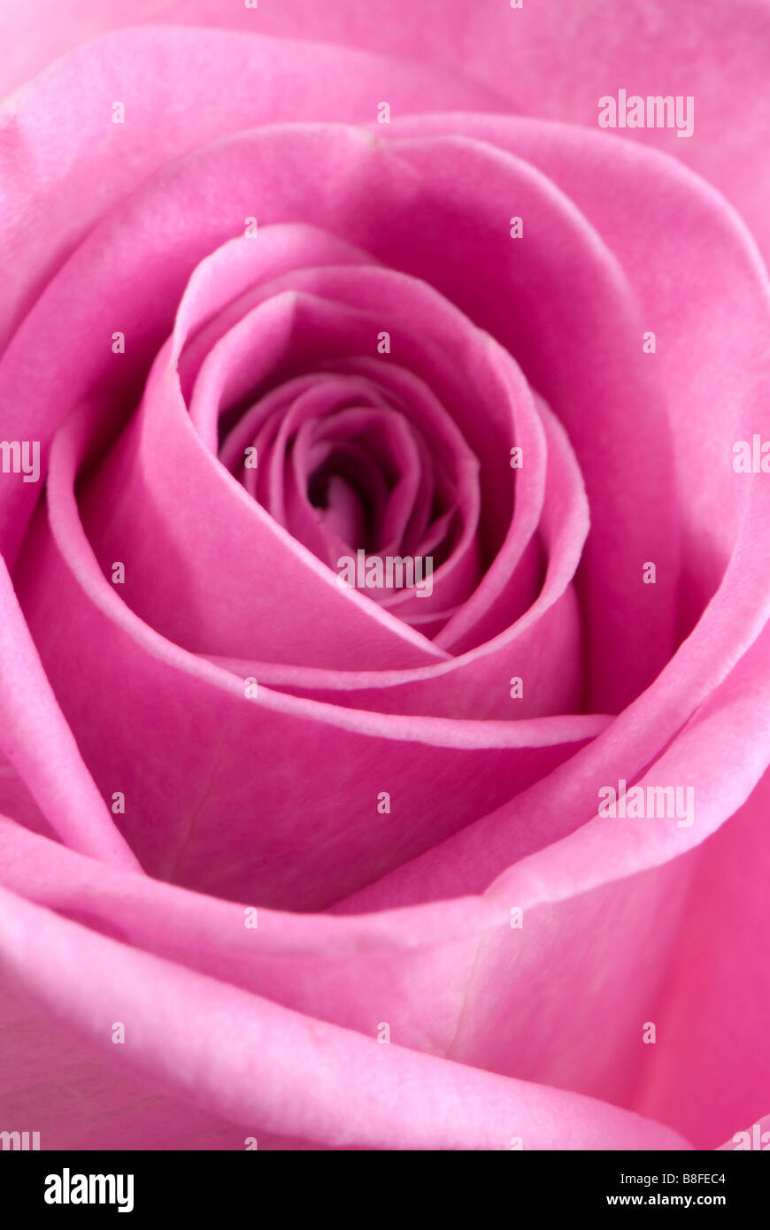 Close up of the centre of a pink rose Stock Photo - Alamy