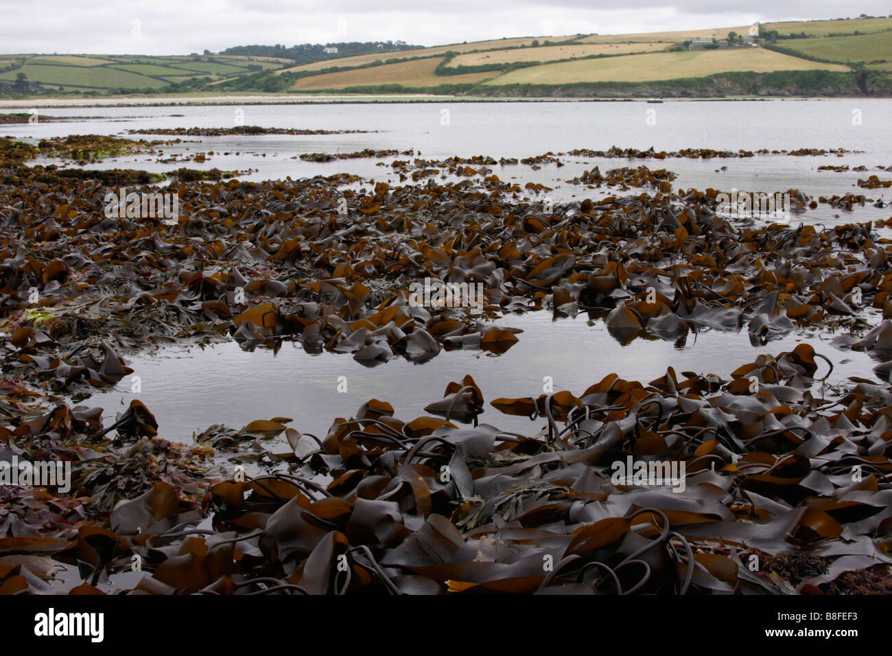 Kelp or oarweed Laminaria digitata exposed on a very low tide UK Stock ...