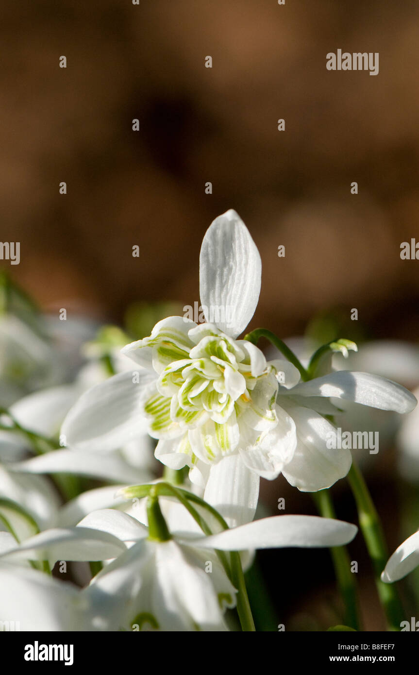 English garden under snow hi-res stock photography and images - Alamy