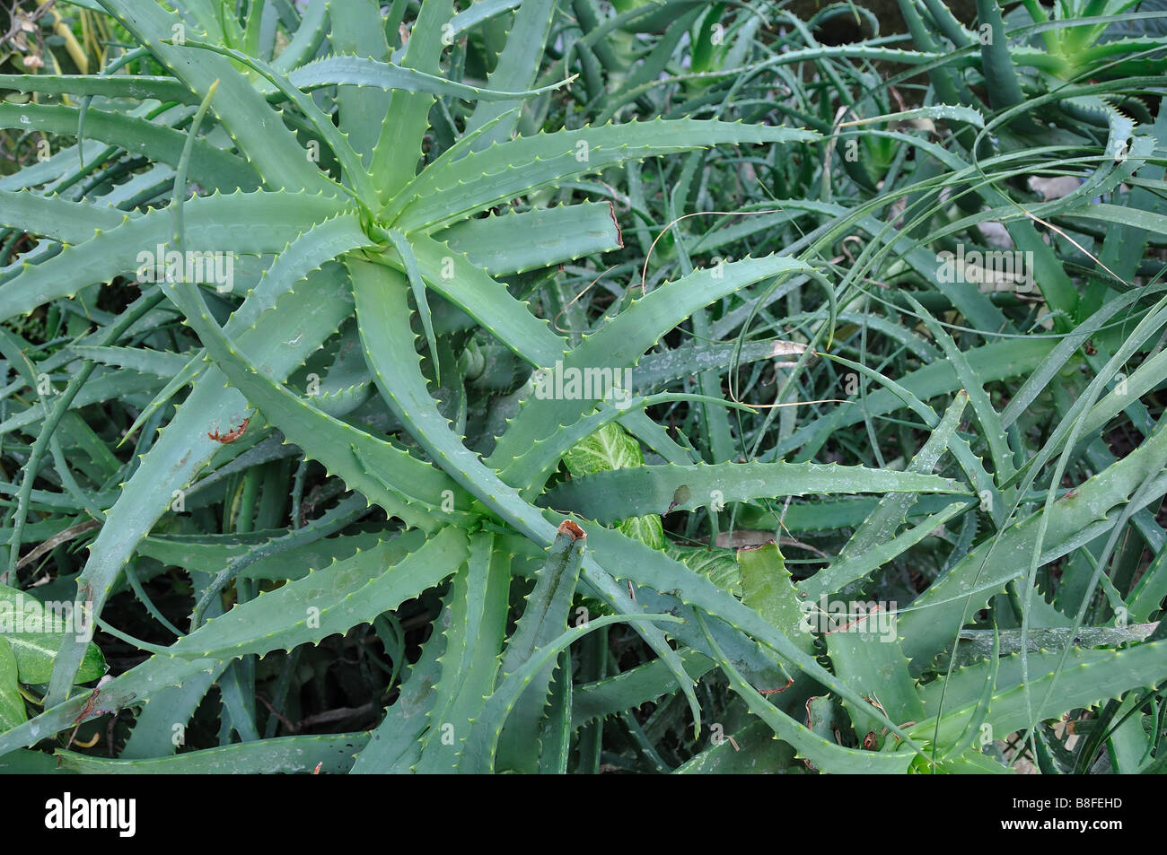 Wild aloe vera plant cactus hi-res stock photography and images - Alamy