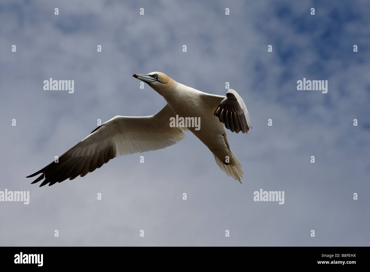 Adult gannet in flight Stock Photo - Alamy